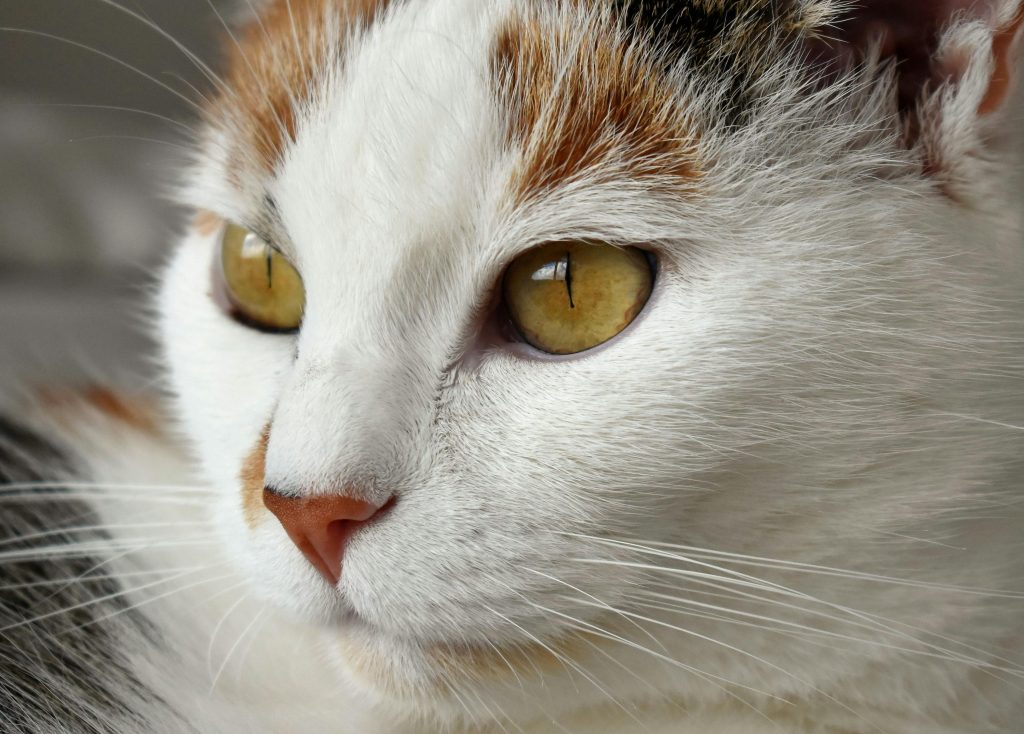 Cat Acne Isn’t Just Dirt: What’s Really Going On Under That Chin and ...
