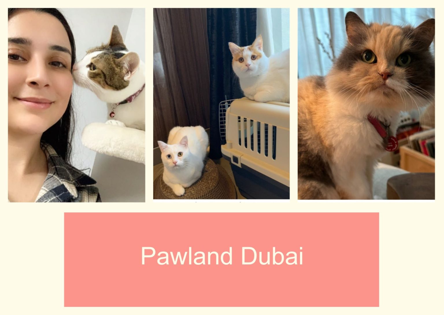 7 Most Affordable Cat Boarding in Dubai