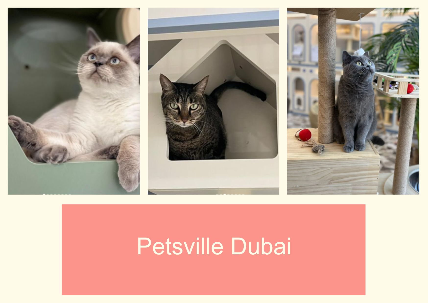 7 Most Affordable Cat Boarding in Dubai
